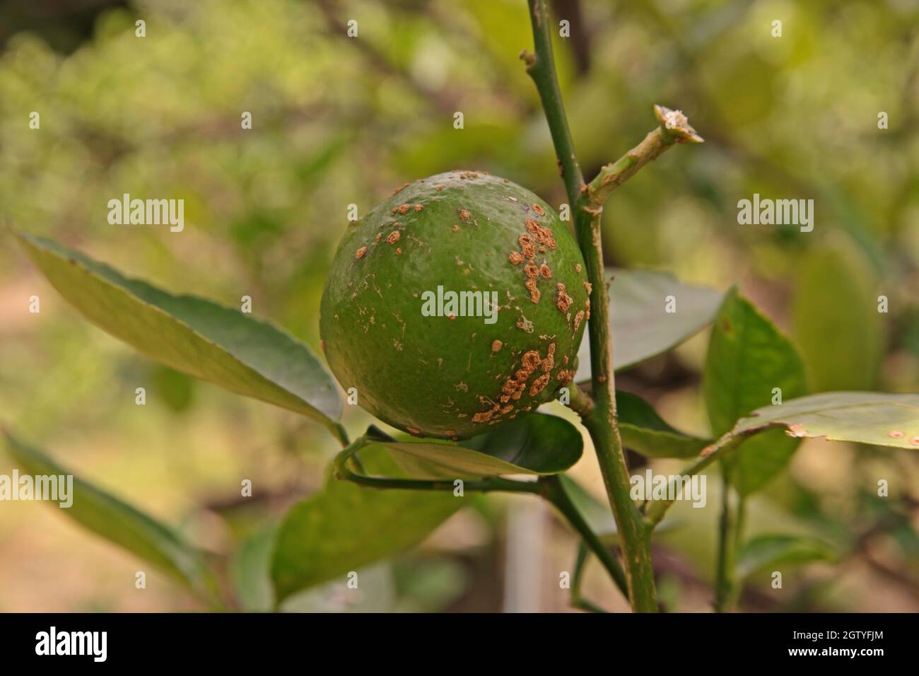 Fruit tree diseased fruit hi-res stock photography and images - Alamy
