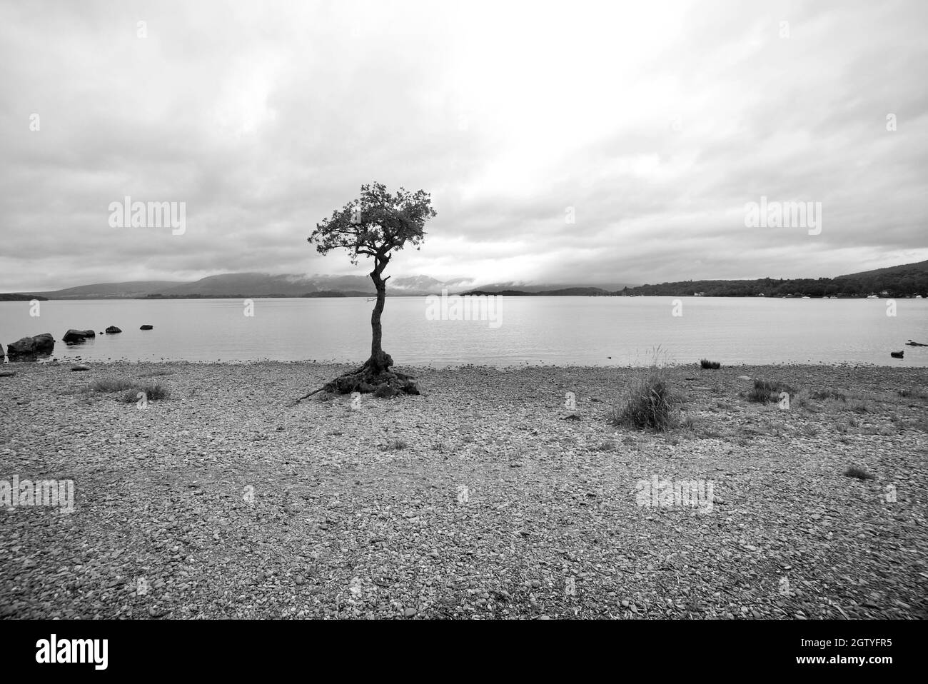 Lone tree Loch Lomond- The Lone Tree of Milarrochy is a solo Oak Tree ...