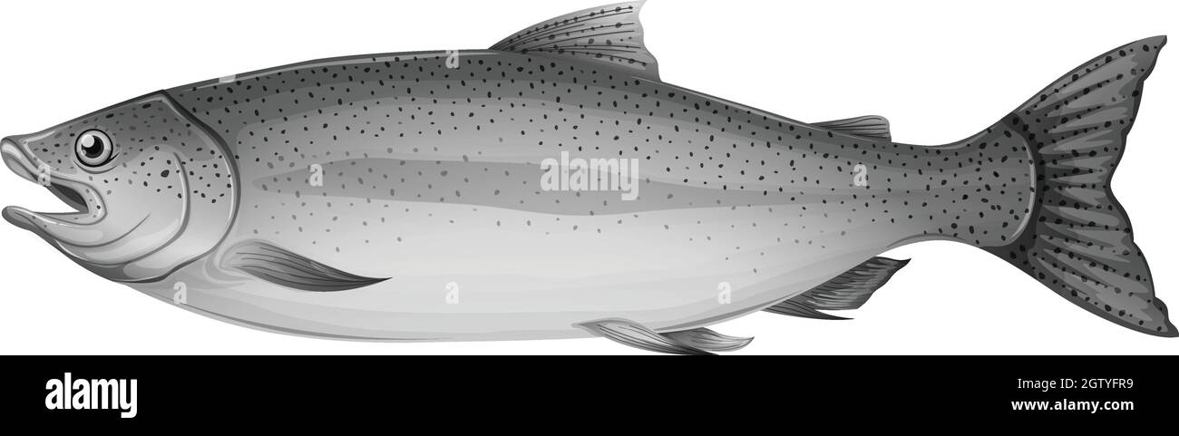 Grey trout Stock Vector Images - Alamy