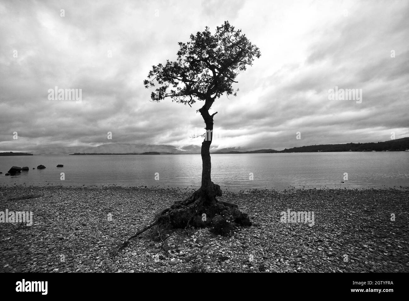 Lone tree Loch Lomond- The Lone Tree of Milarrochy is a solo Oak Tree ...