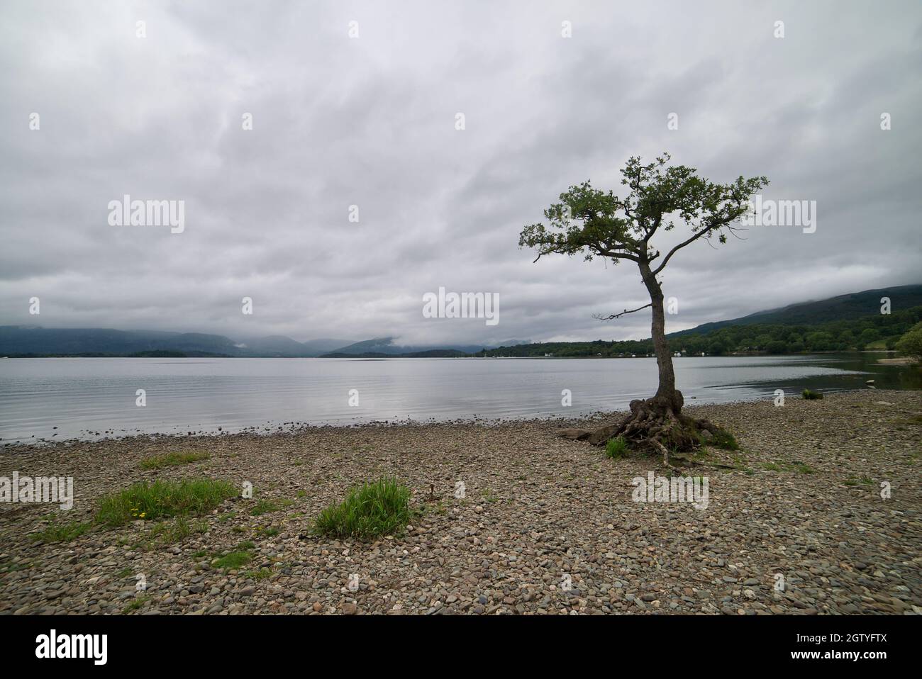 Lone tree Loch Lomond- The Lone Tree of Milarrochy is a solo Oak Tree ...