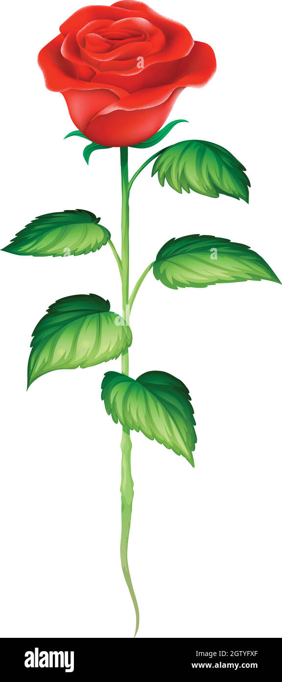 Red white rose leaves Stock Vector Images - Alamy