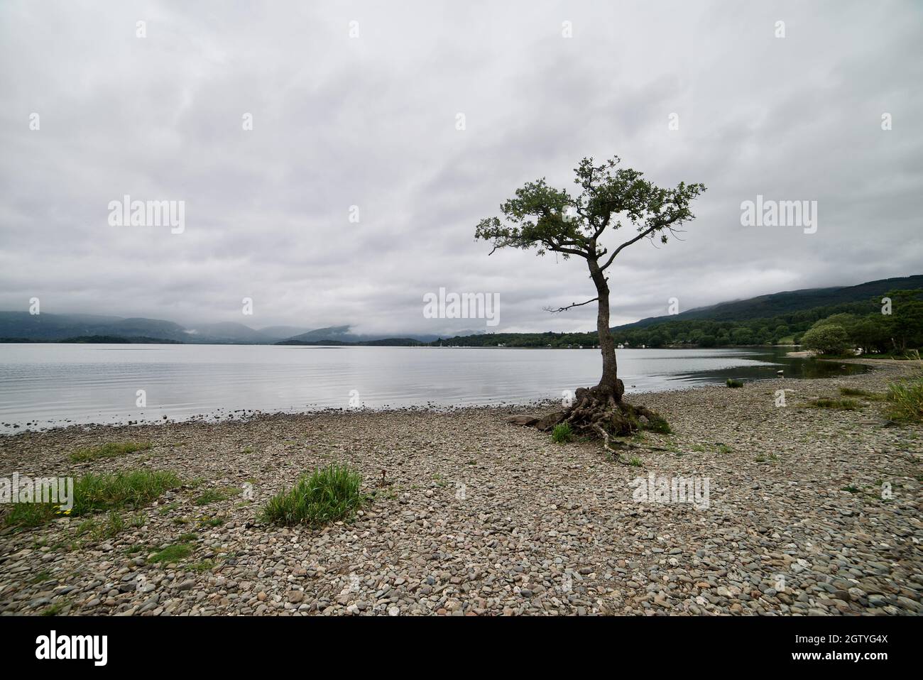Lone tree Loch Lomond- The Lone Tree of Milarrochy is a solo Oak Tree ...