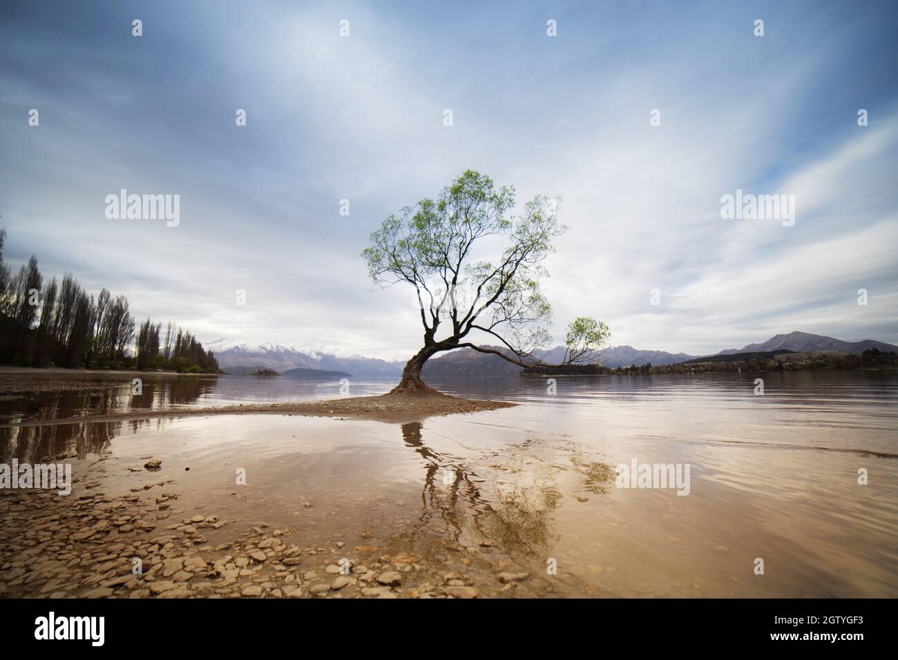 That tree in wanaka at sunrise hi-res stock photography and images - Alamy