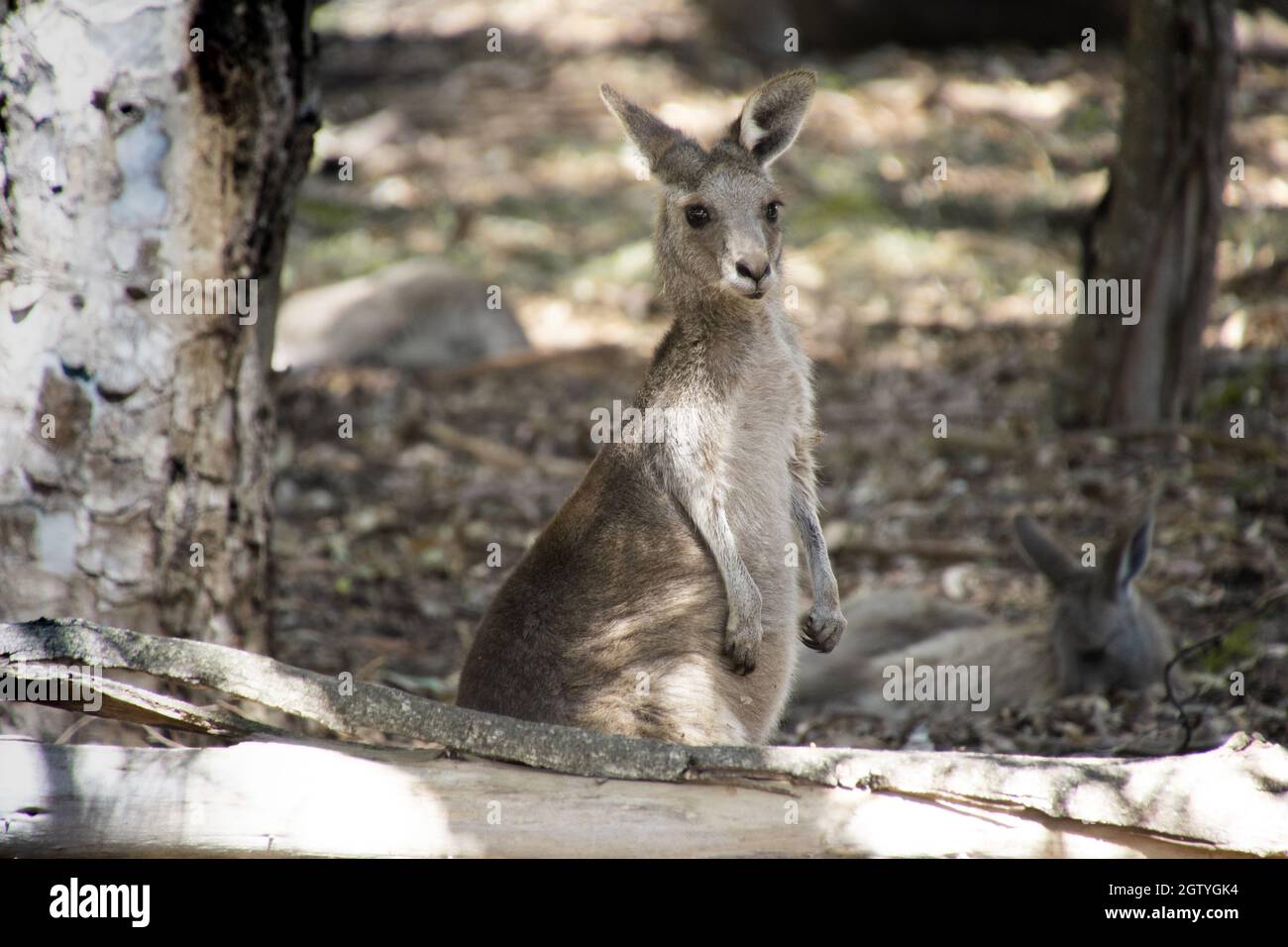 Kangoeroe hi-res stock photography and images - Alamy