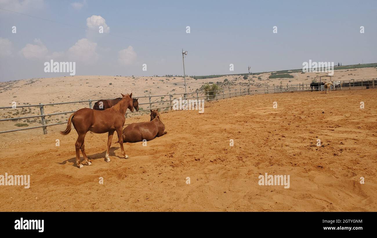 Foal In Animal Pen High Resolution Stock Photography and Images - Alamy