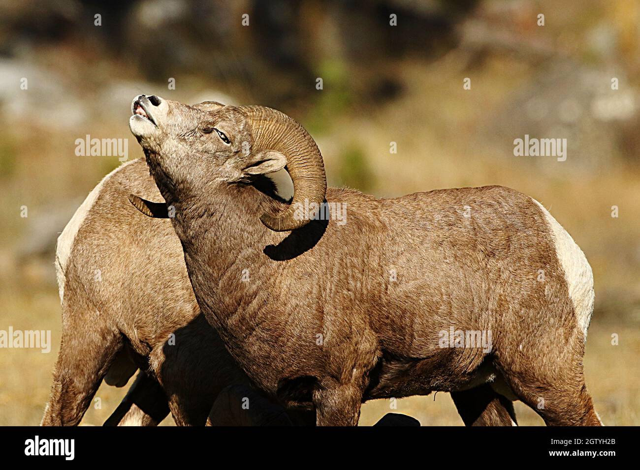 Sheep smelling hi-res stock photography and images - Alamy