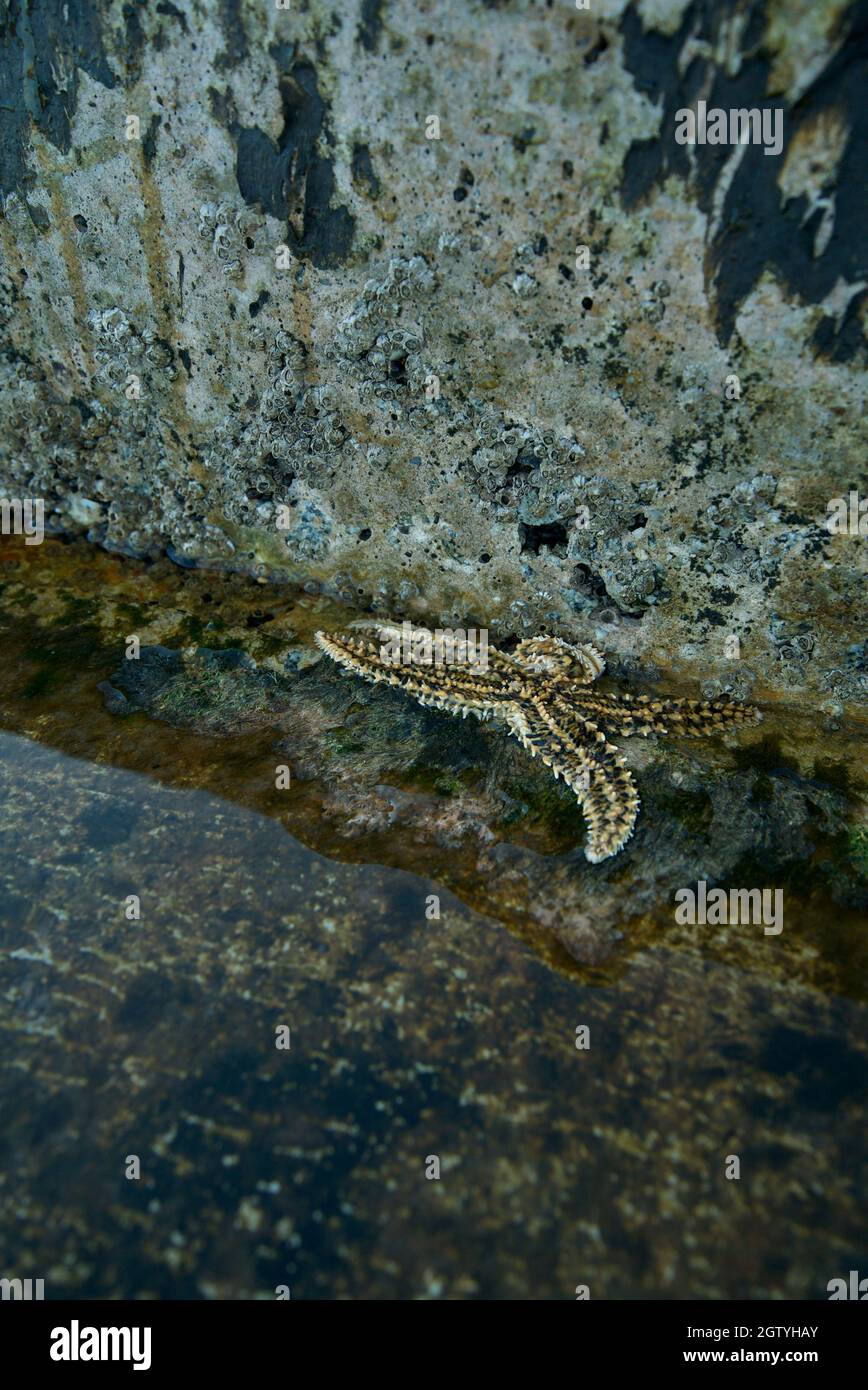 Starfish in pool hi-res stock photography and images - Alamy