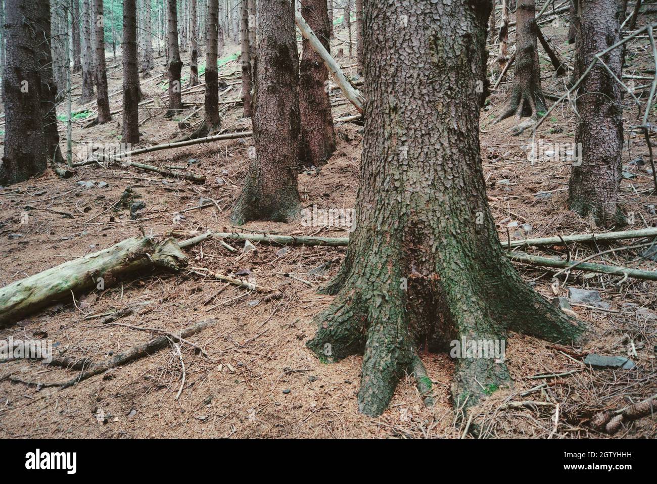Forest climate change hi-res stock photography and images - Alamy