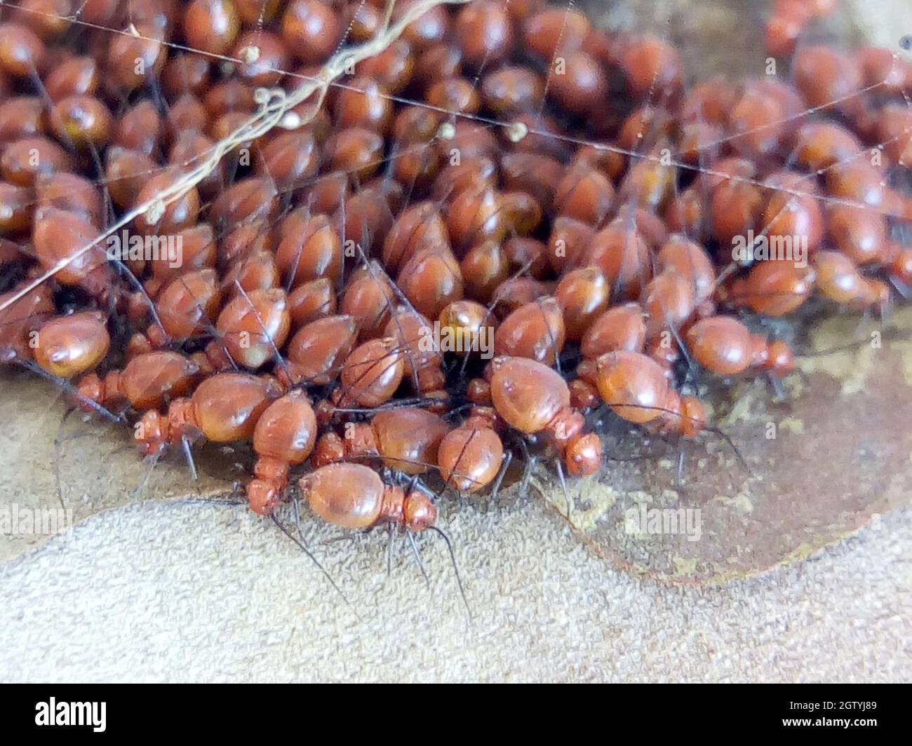 Family of spider hi-res stock photography and images - Alamy