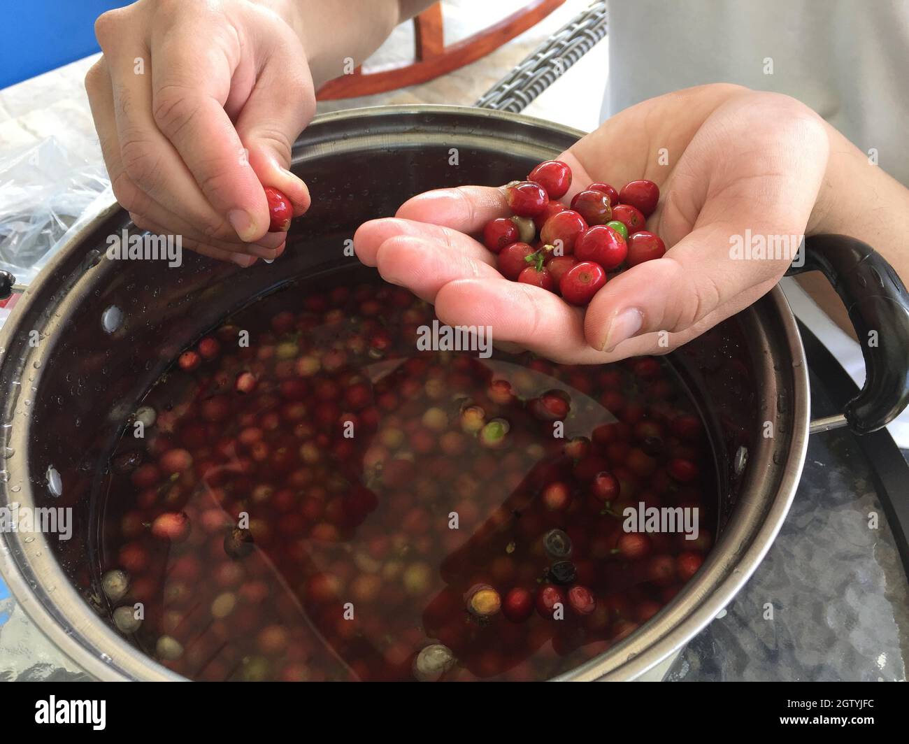 Holding coffee cherries hi-res stock photography and images - Alamy