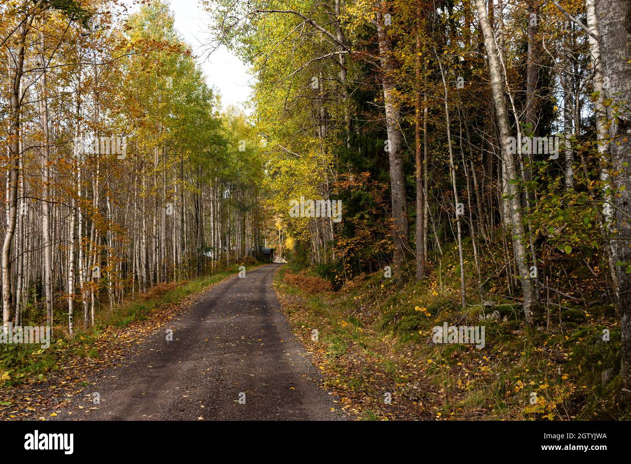 Plant separation tree hi-res stock photography and images - Alamy