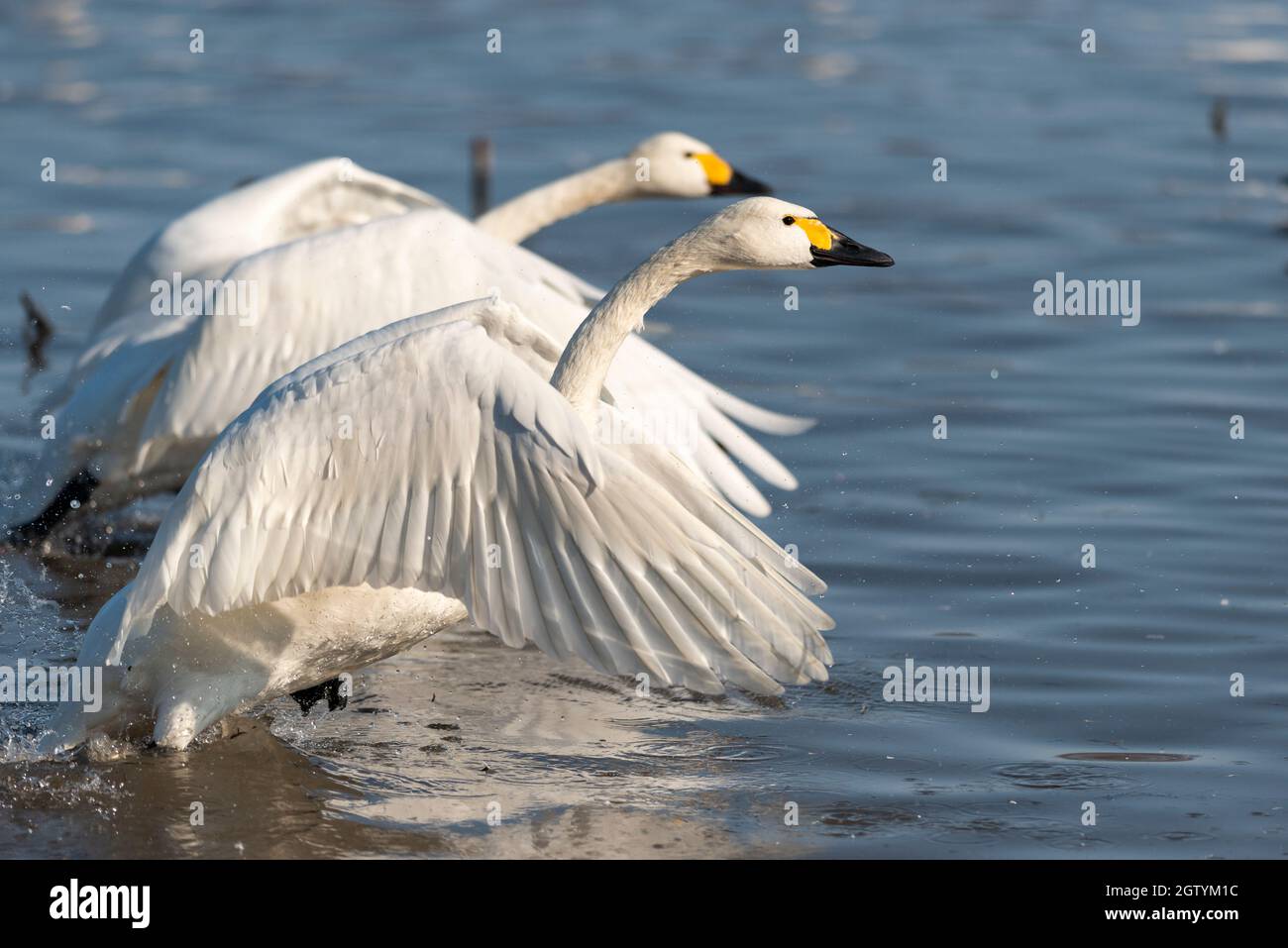 Swans travel tundra hi-res stock photography and images - Alamy