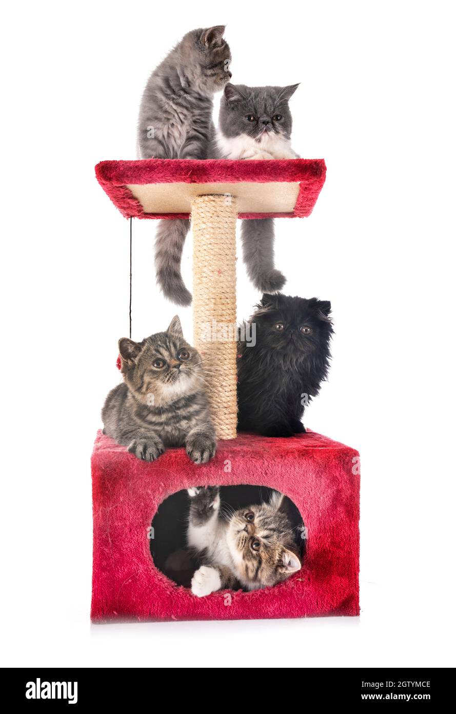 Pole cats hi-res stock photography and images - Alamy