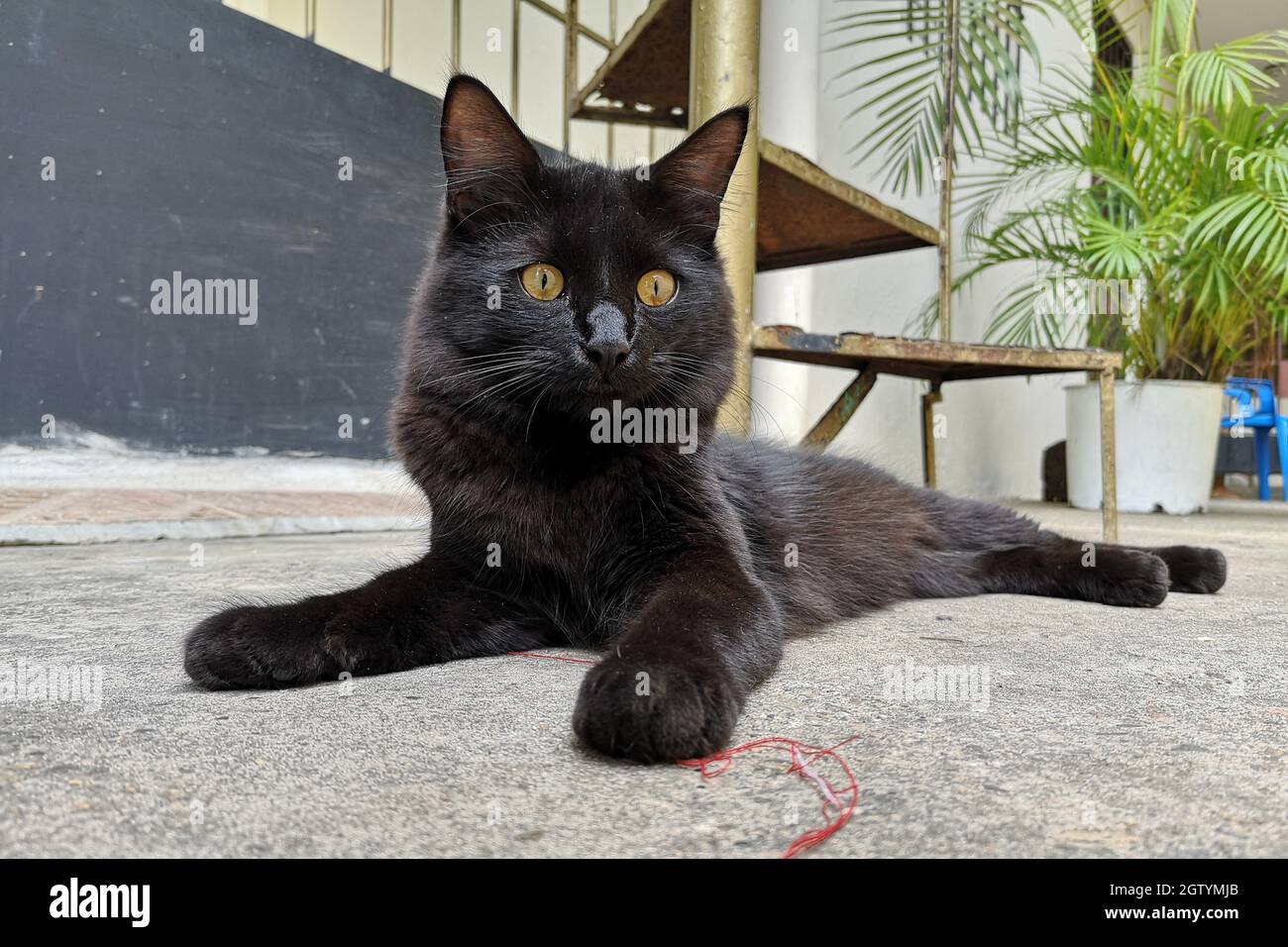 Portrait Of Black Cat Relaxing Outdoors Stock Photo - Alamy
