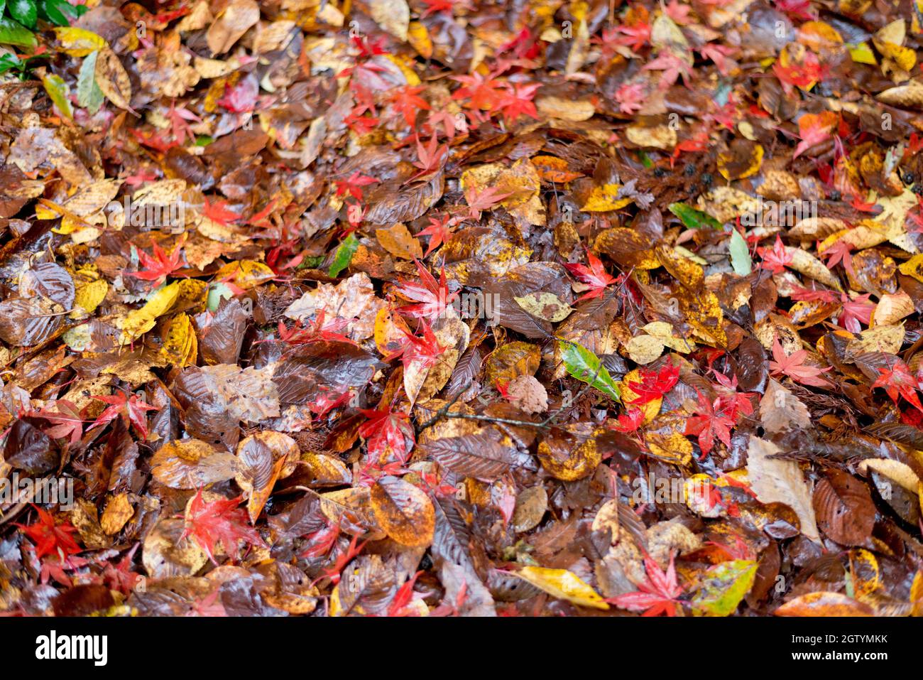 Count these leaves hi-res stock photography and images - Alamy