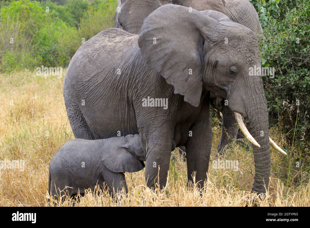 Mother Elephant With Cub In A Field Stock Photo - Alamy