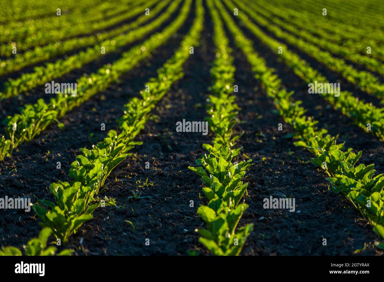 Straight rows of sugar beets growing in a soil in perspective on an ...