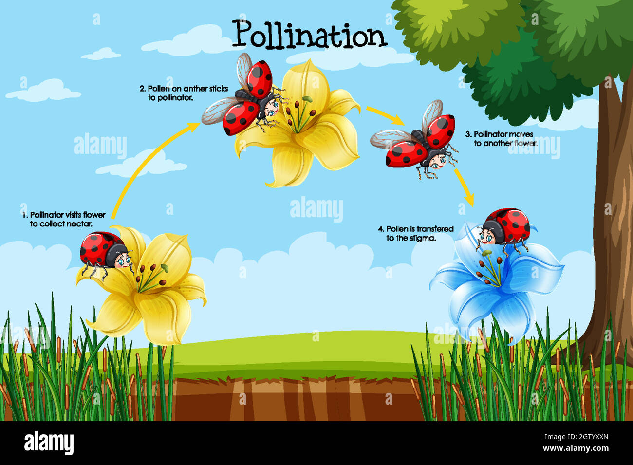 Diagram showing pollination with flower and bug Stock Vector Image ...