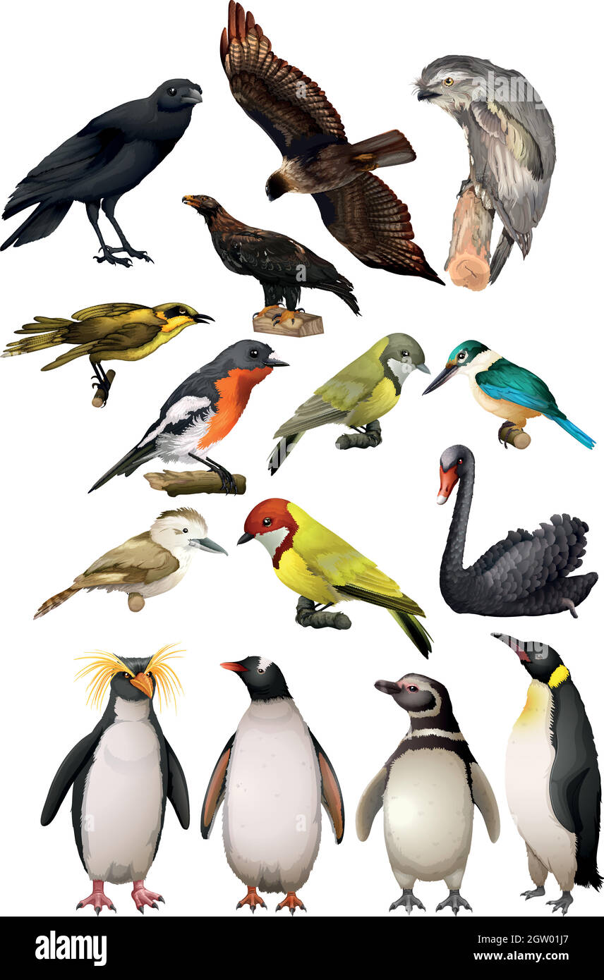 Different kind of birds Stock Vector Image & Art - Alamy