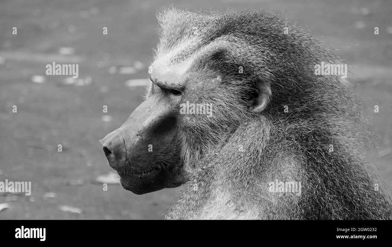 Monkey side view Black and White Stock Photos & Images - Alamy