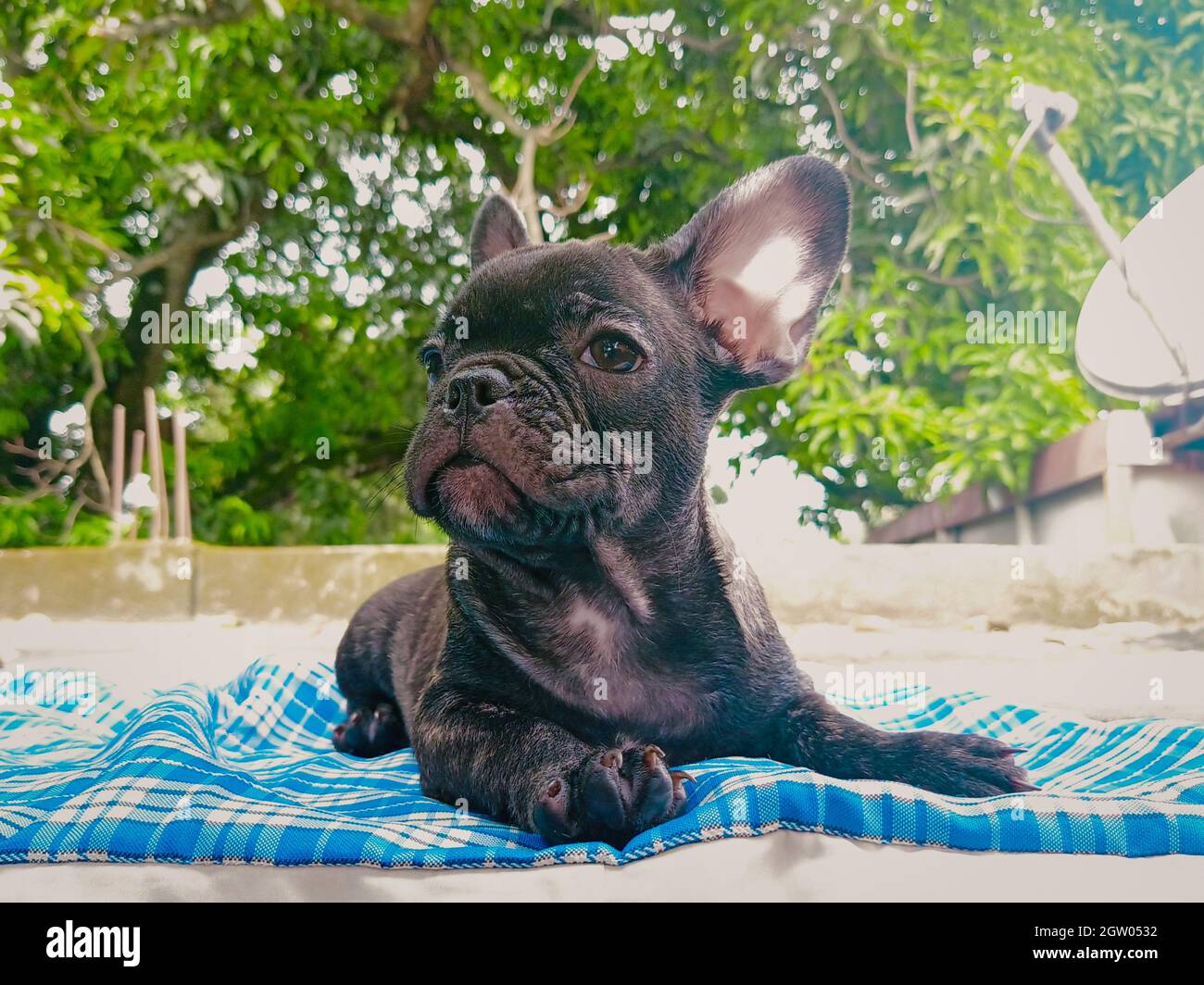 French bully hi-res stock photography and images - Alamy