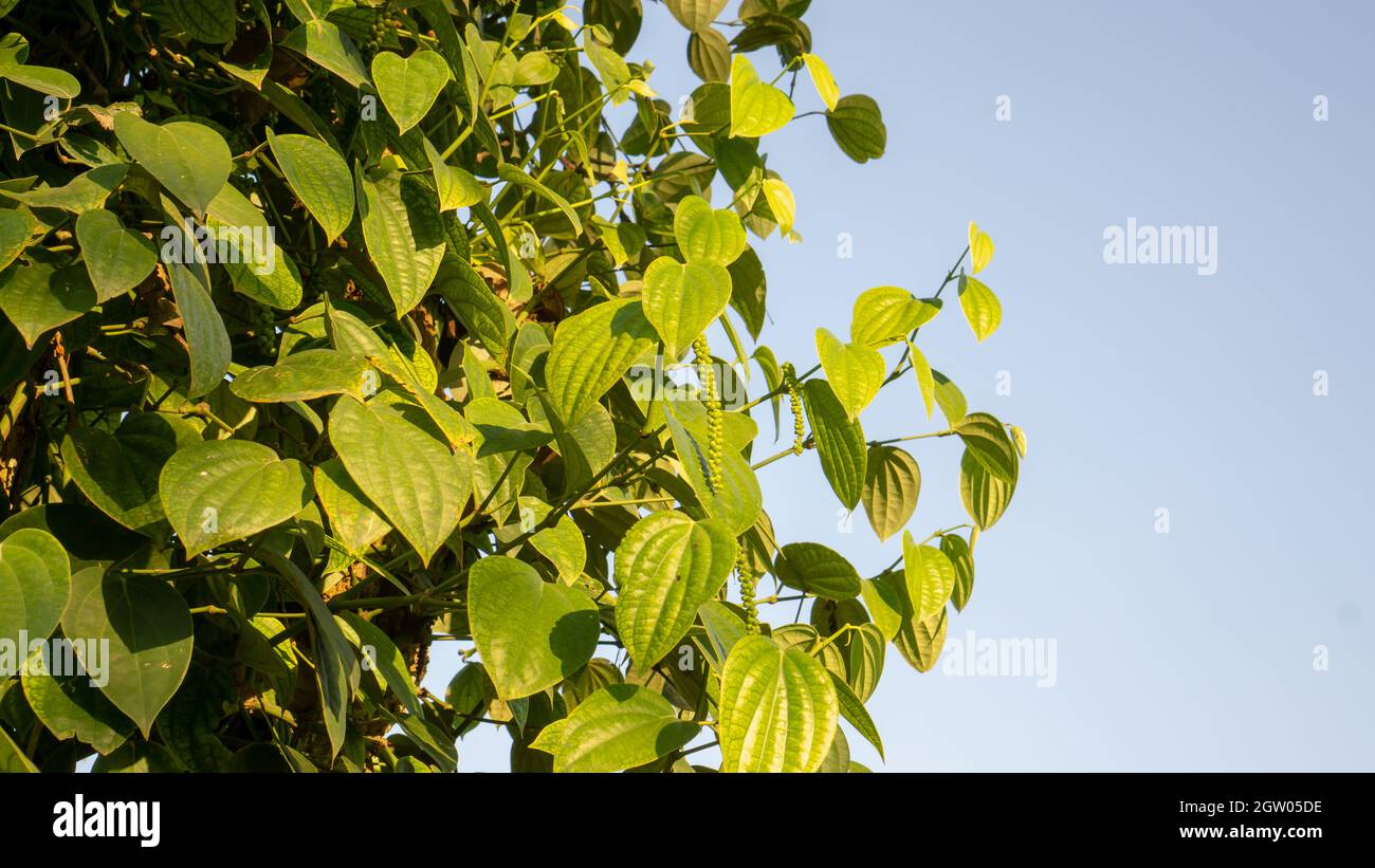 Family piperaceae hi-res stock photography and images - Alamy