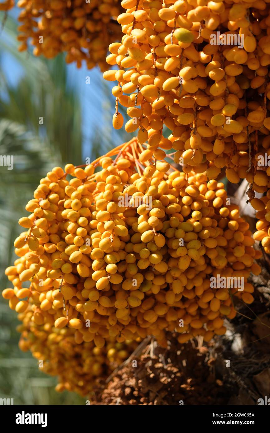 Hanging yellow dates hi-res stock photography and images - Alamy