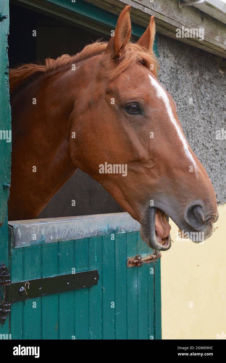 Animal themes horse mammal stable animal mouth mouth open hi-res stock ...
