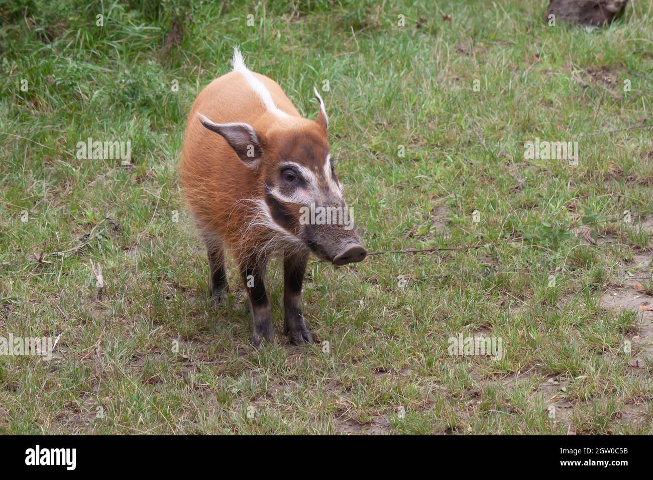 Baby Red River hog standing on a meadow - wildlife Stock Photo - Alamy