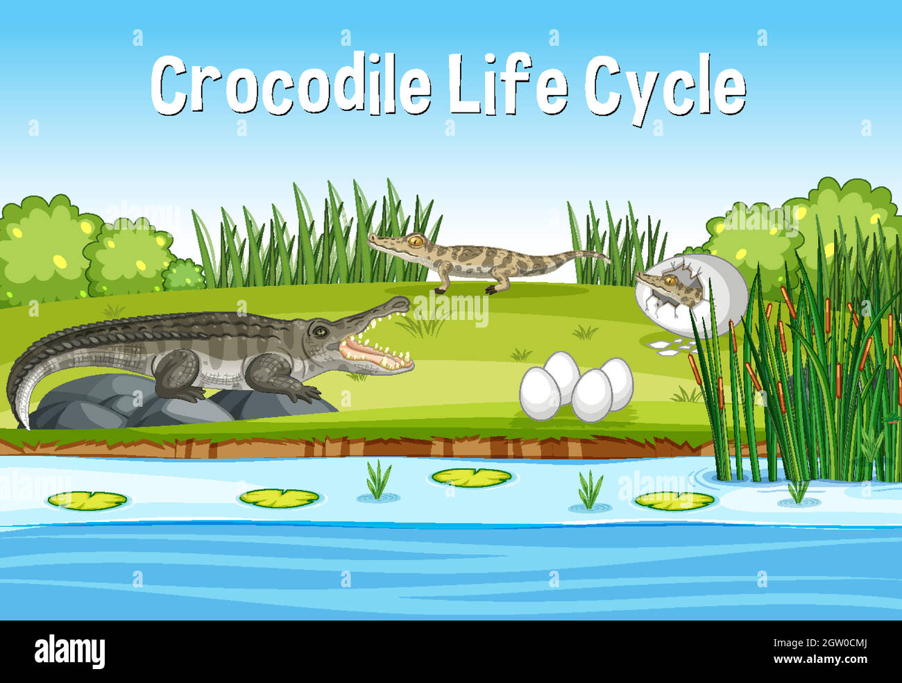 Scene with Crocodie Life Cycle Stock Vector Image & Art - Alamy