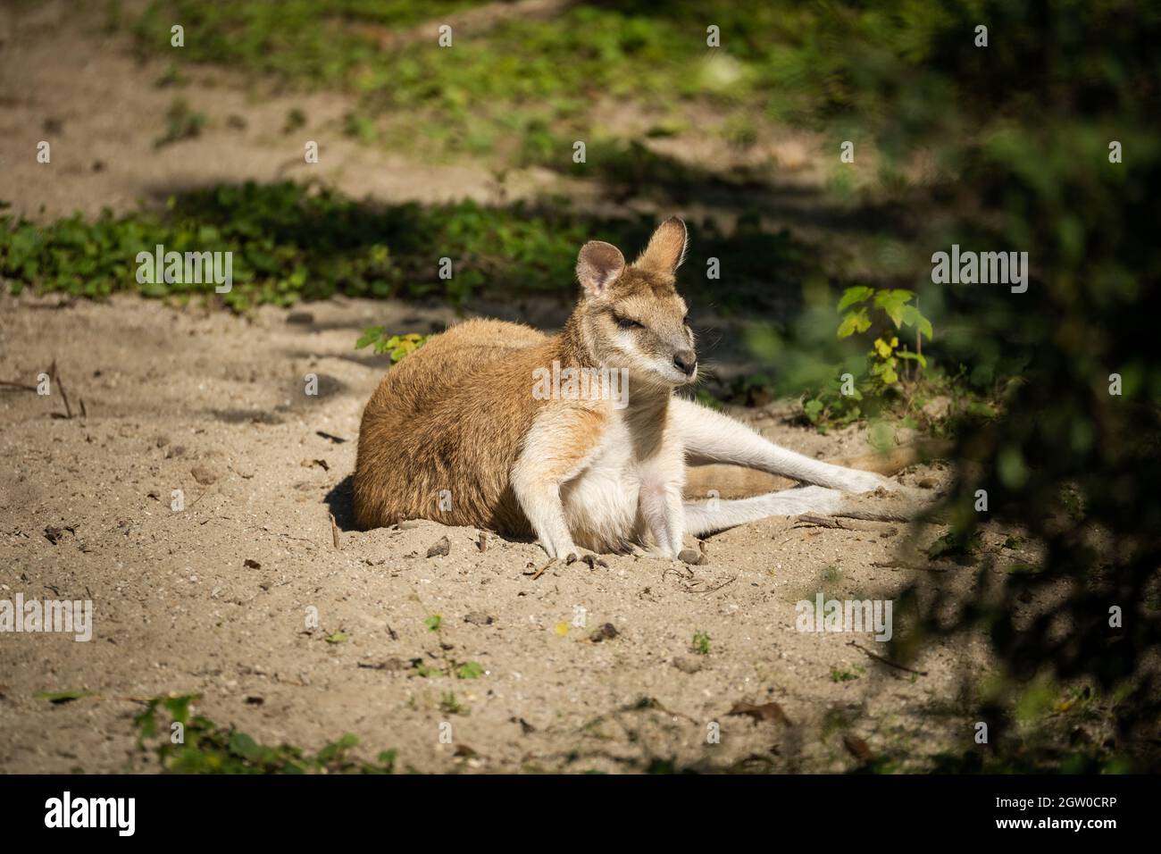 Baby kangaroo resting on a zoo habitat Stock Photo - Alamy