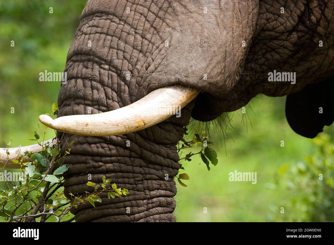 Elephant Eating Leaves, Kruger National Park Stock Photo - Alamy