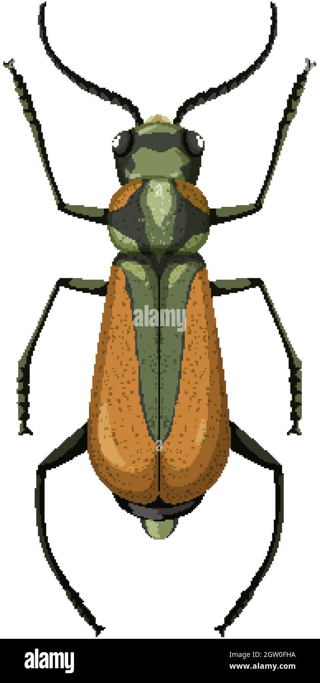 Brachinus Stock Vector Images - Alamy