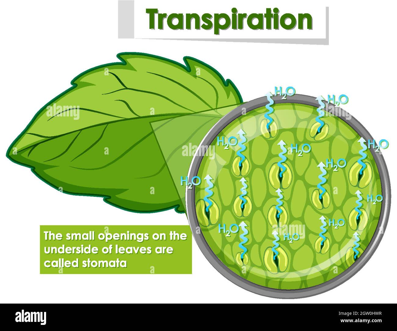 Diagram showing transpiration in plant Stock Vector Image & Art - Alamy
