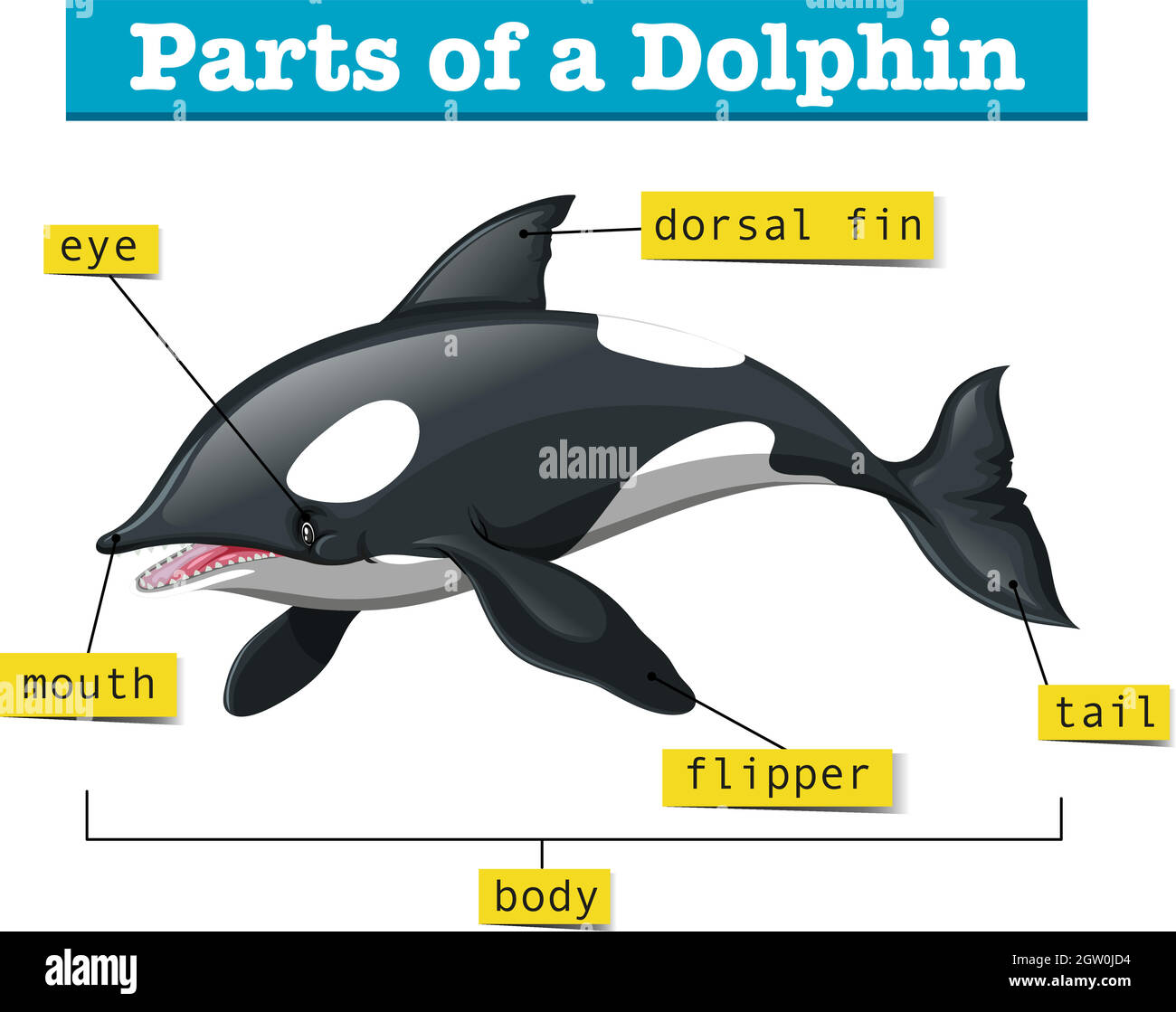 Diagram showing parts of dolphin Stock Vector Image & Art - Alamy