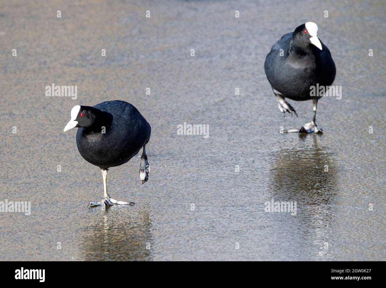 Black sliders hi-res stock photography and images - Alamy