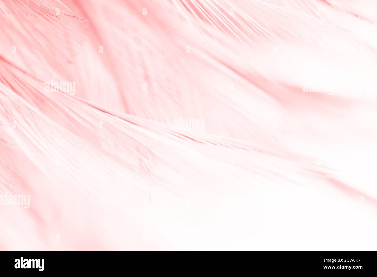 Pink Feather Background