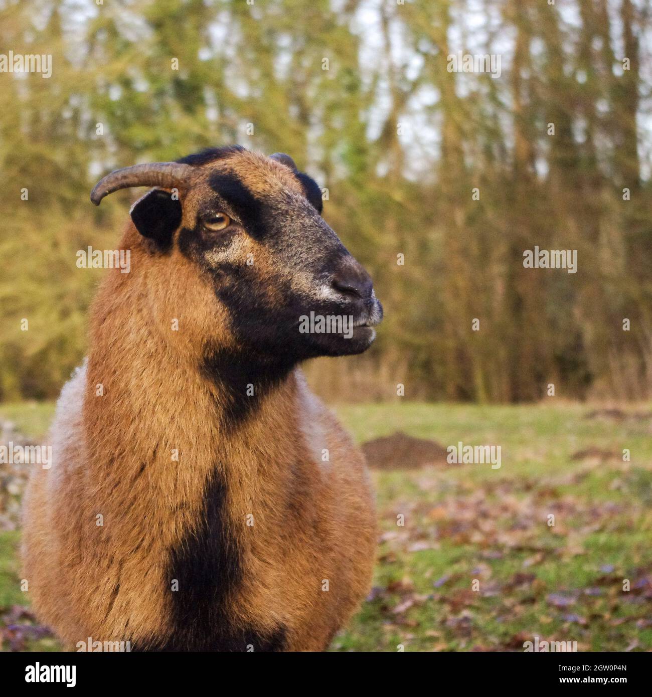 Kamerun goat hi-res stock photography and images - Alamy