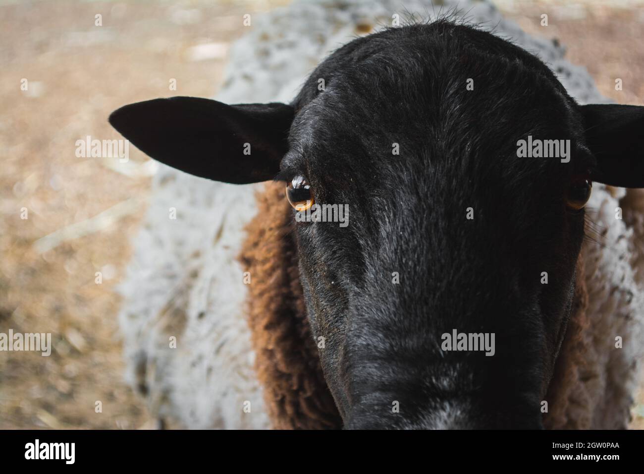 Black body sheep hi-res stock photography and images - Alamy