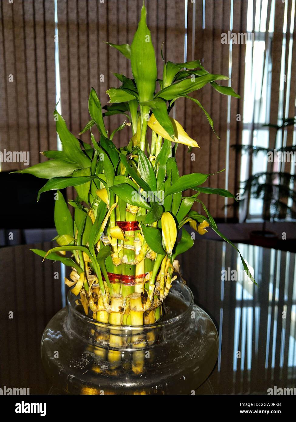 Weak plant hi-res stock photography and images - Alamy