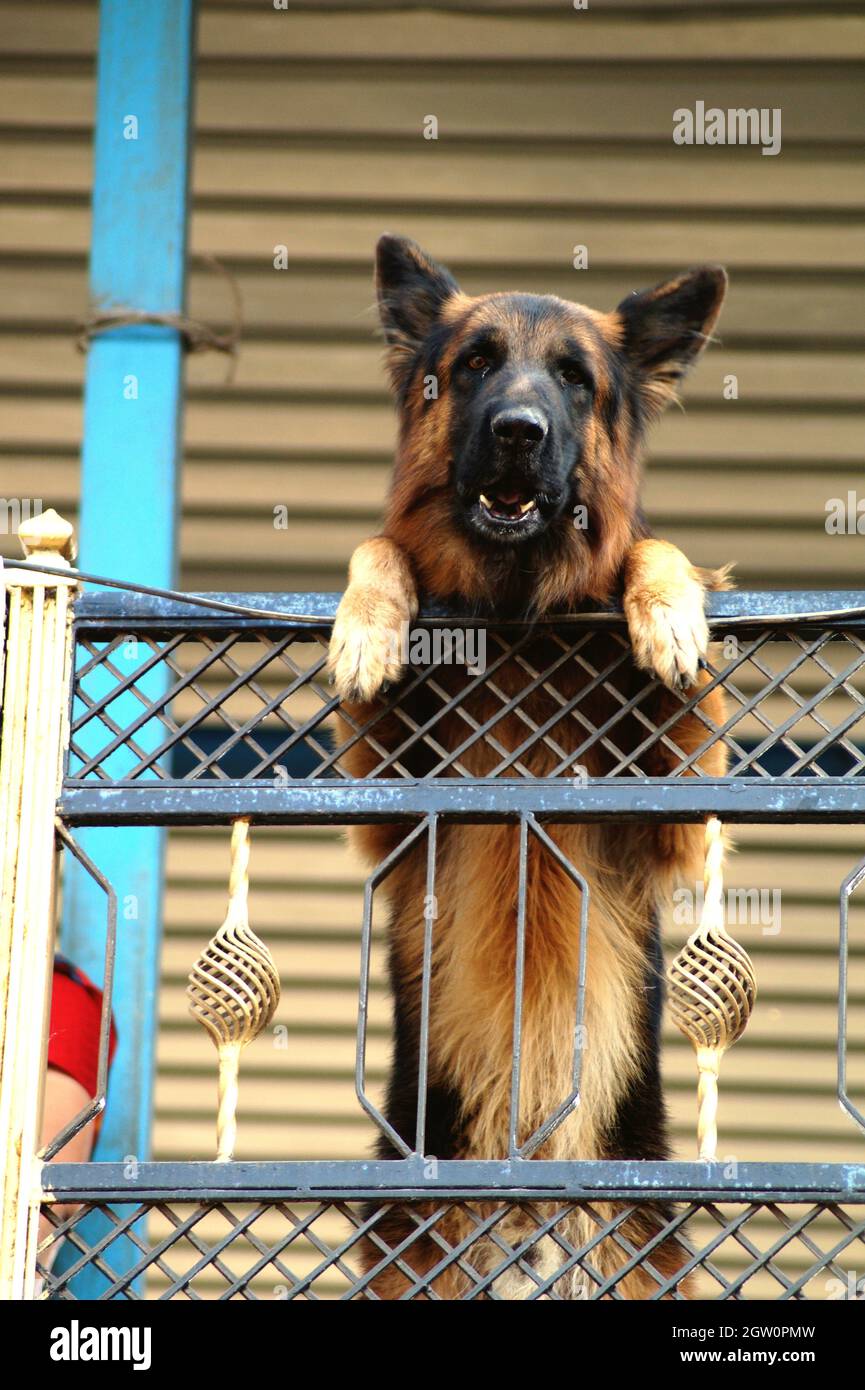 German shepherd snarling hi-res stock photography and images - Alamy