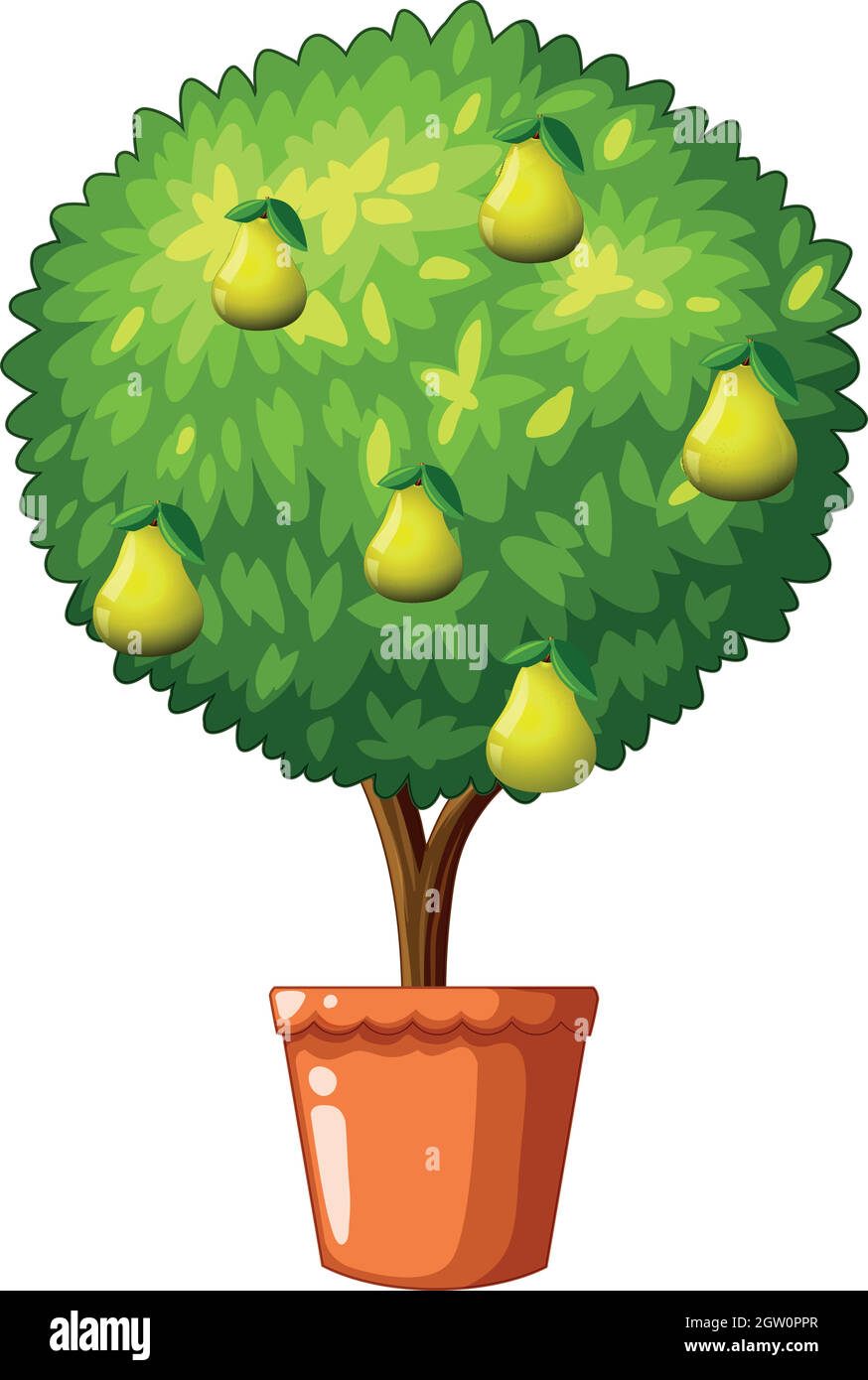Potted plant with pear fruits Stock Vector Image & Art - Alamy