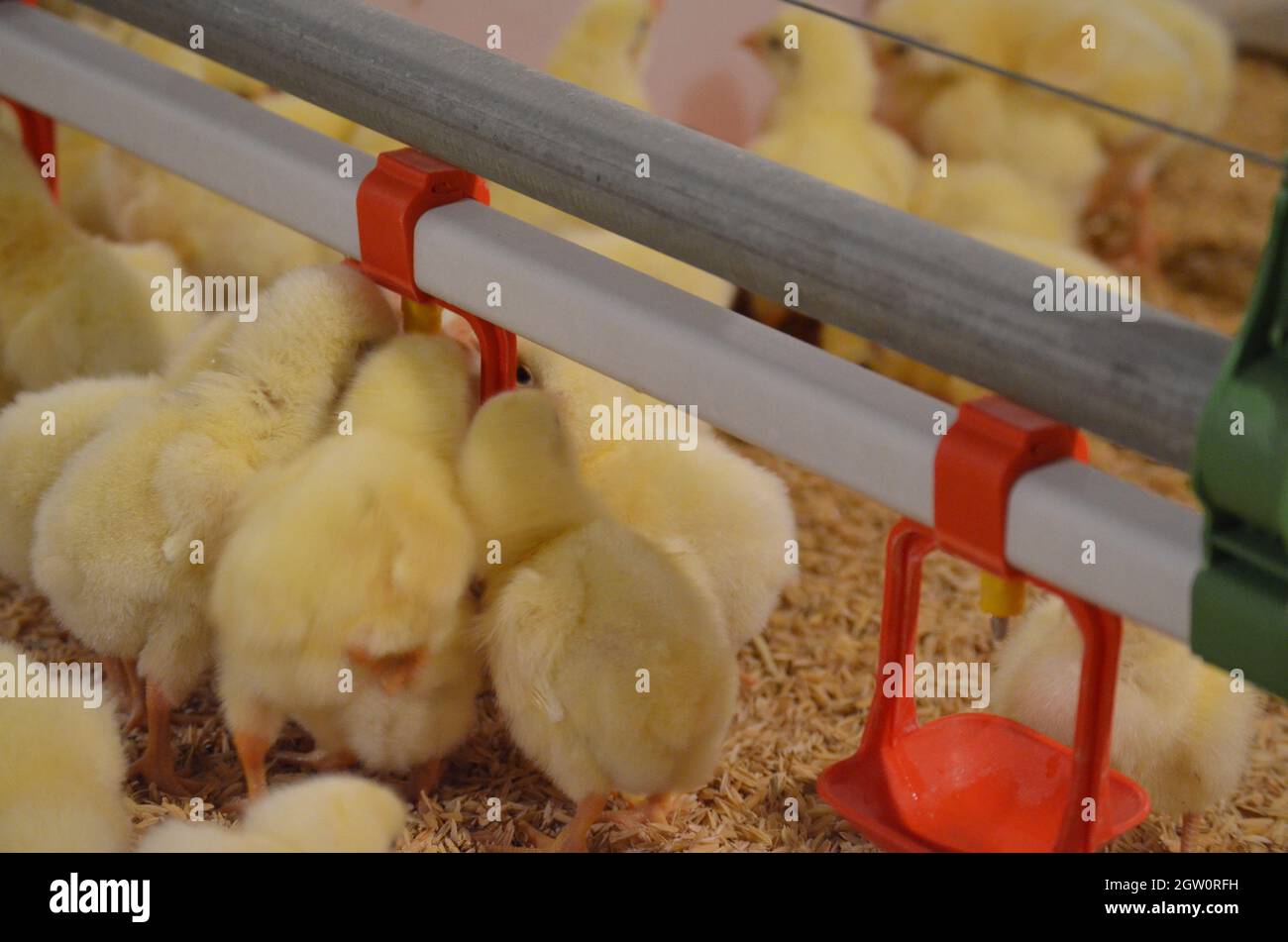1 day old chicks hi-res stock photography and images - Alamy