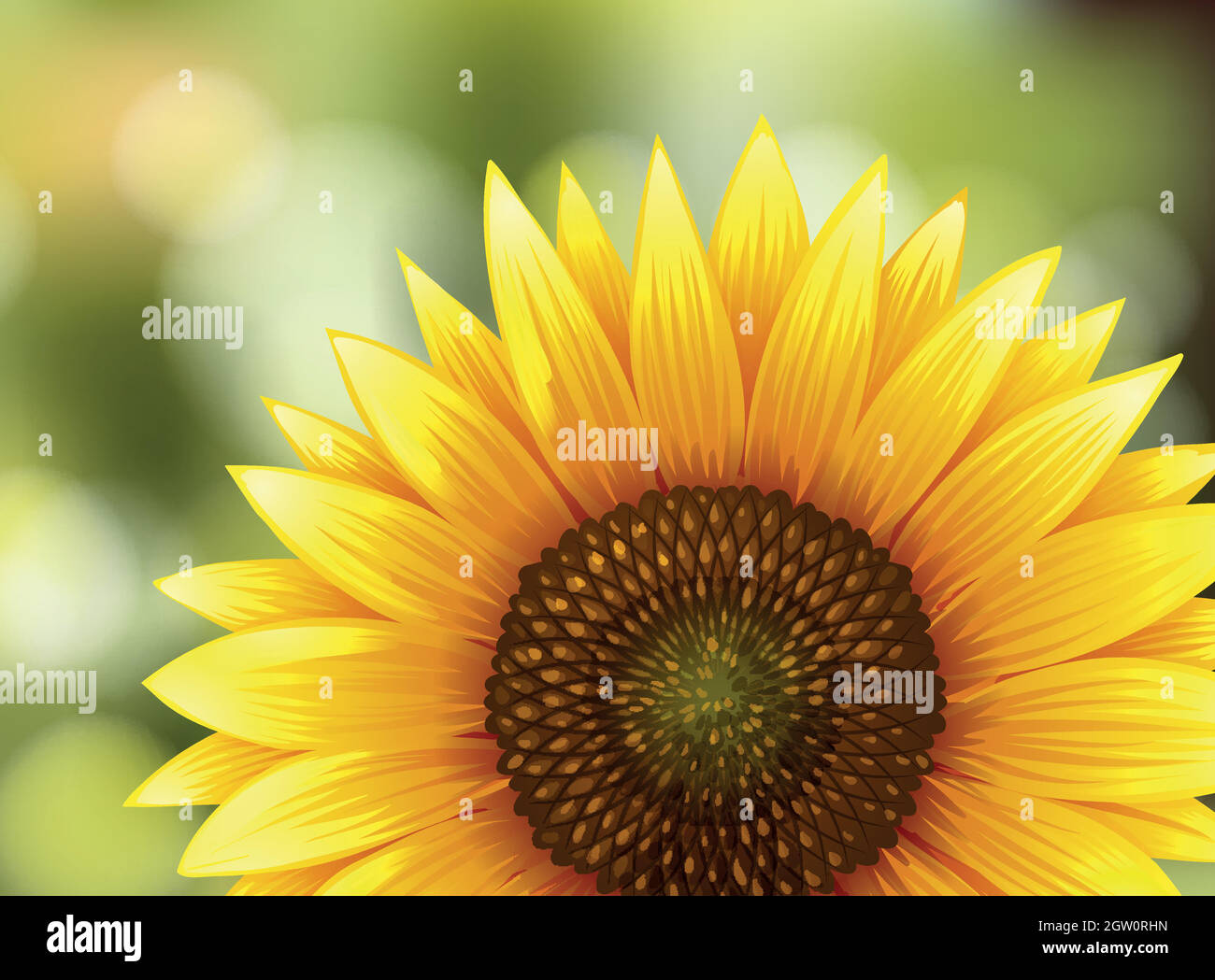 Abstract pattern sunflower on Stock Vector Images - Alamy
