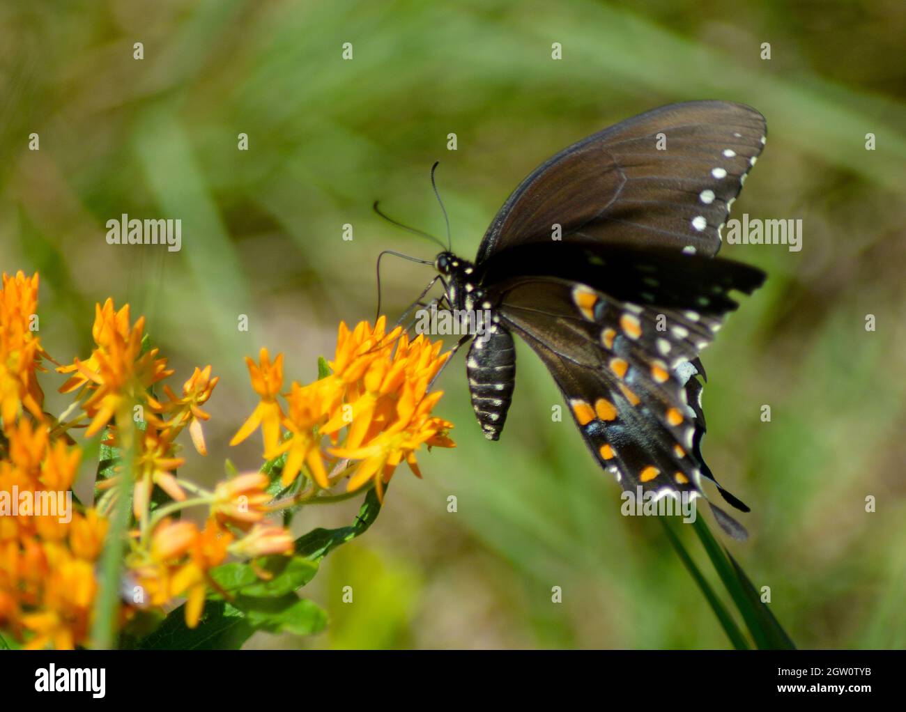 Spice swallowtail butterfly hi-res stock photography and images - Alamy