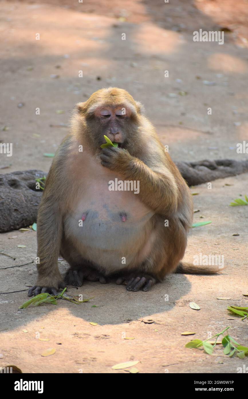 Cave people eating hi-res stock photography and images - Alamy