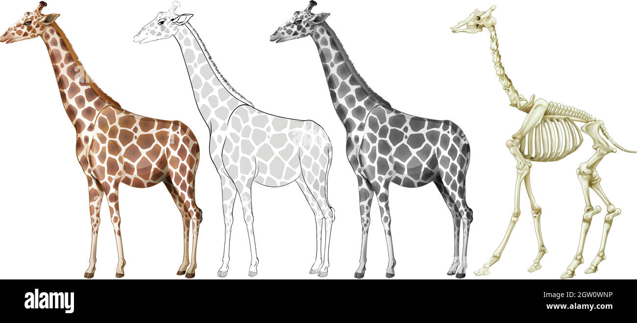 Giraffe and its bone structure Stock Vector Image & Art - Alamy