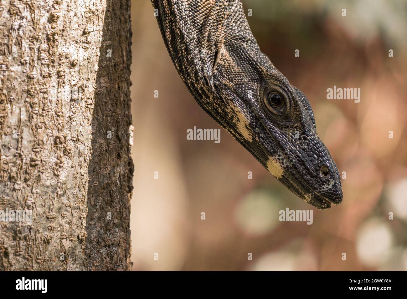 Australian goanna hi-res stock photography and images - Alamy