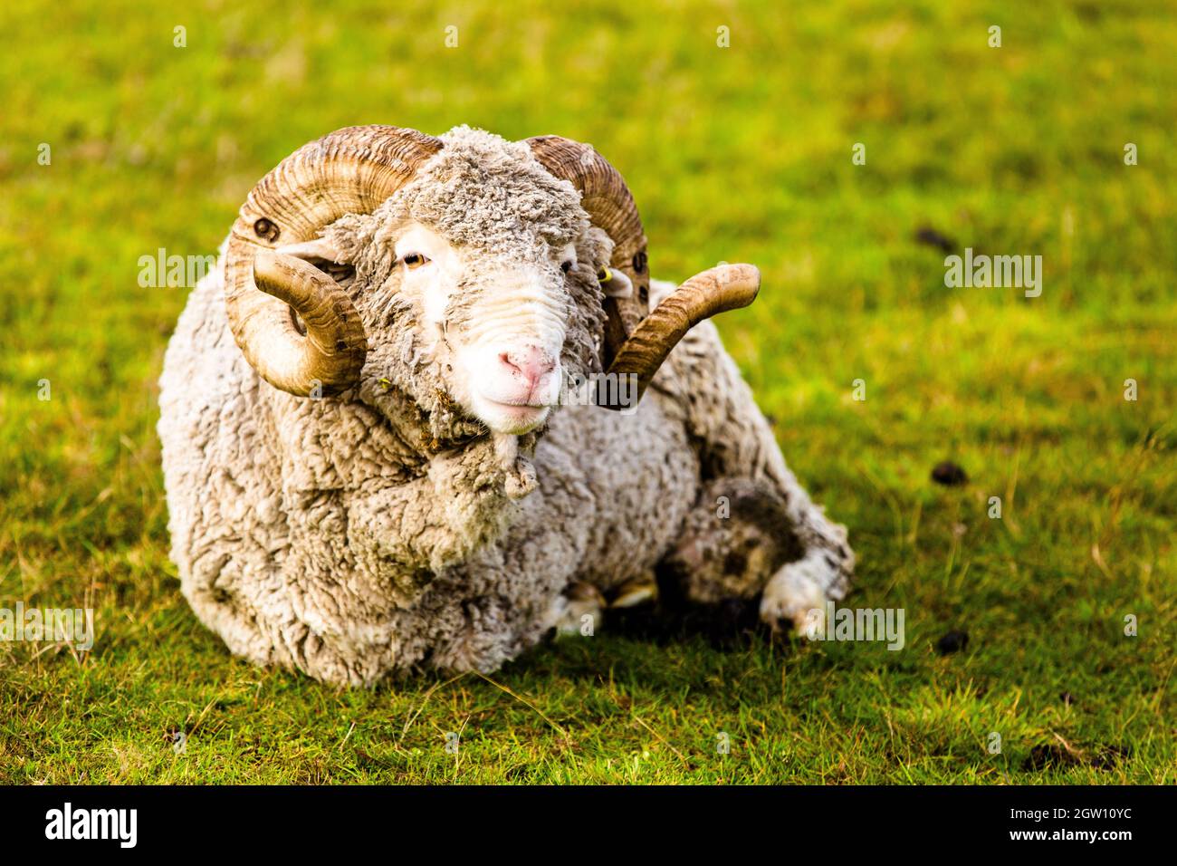 Smiling ram hi-res stock photography and images - Alamy